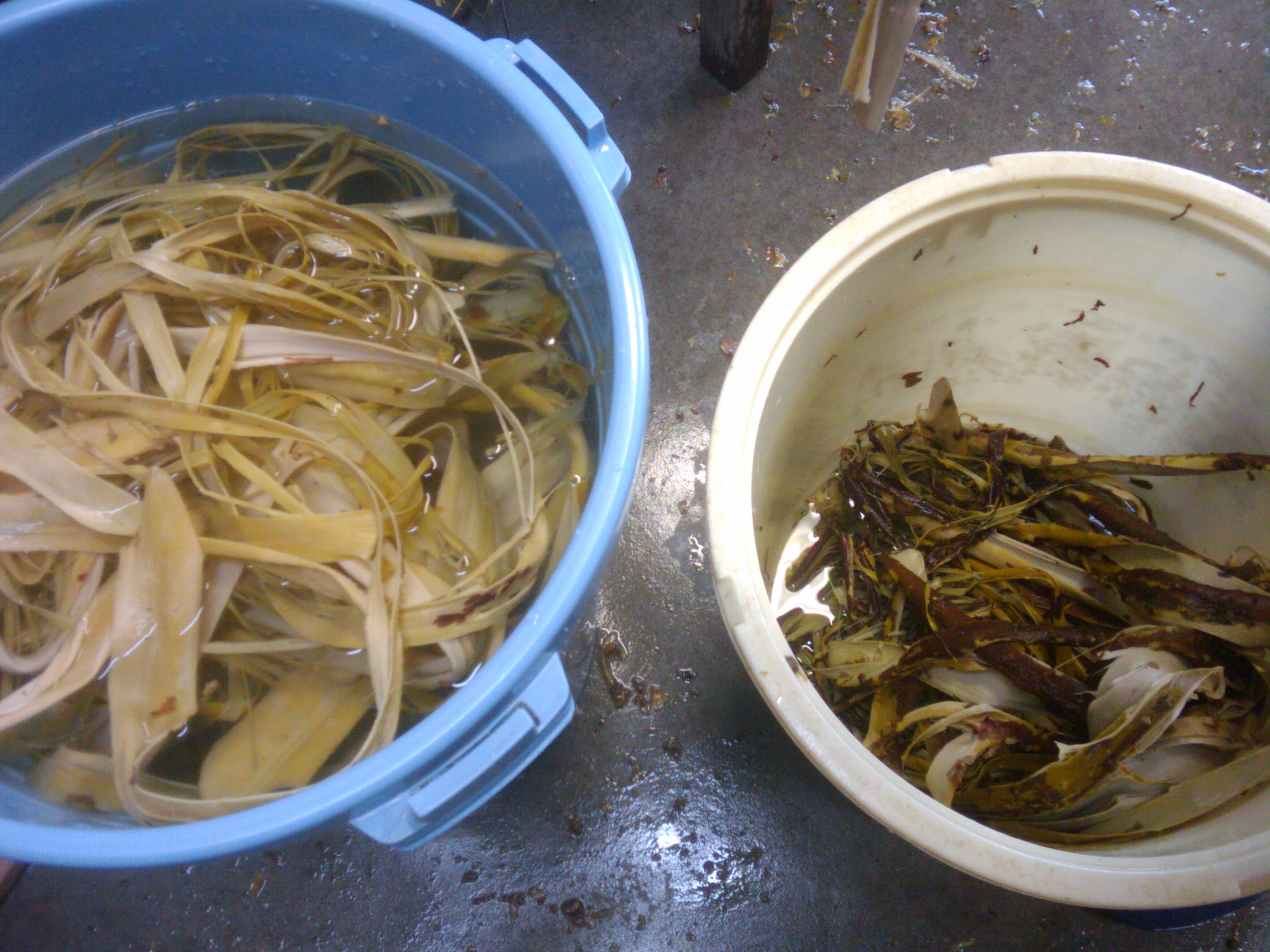 Separating outer part of Mitsumata material